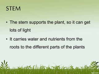 Plantparts 131030033449-phpapp01 | PPT