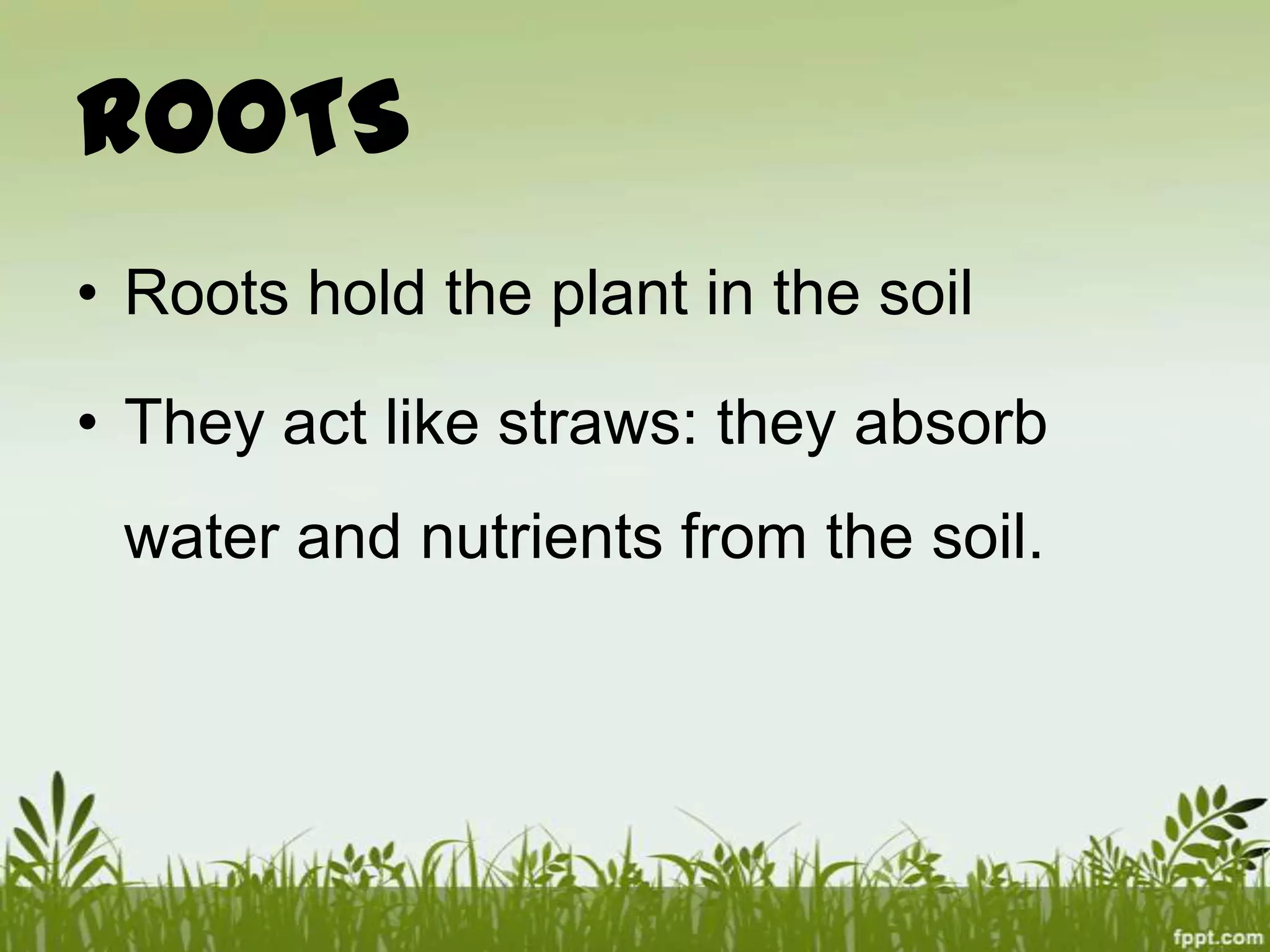 Plant parts | PPTX