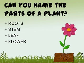 Plant parts | PPTX | Gardening | Home & Garden