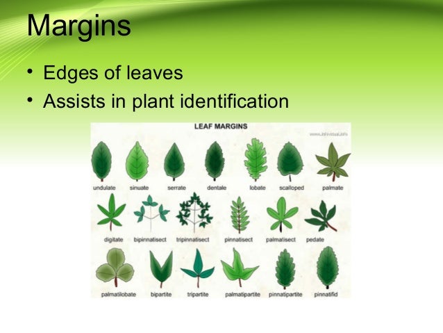 Plant Parts