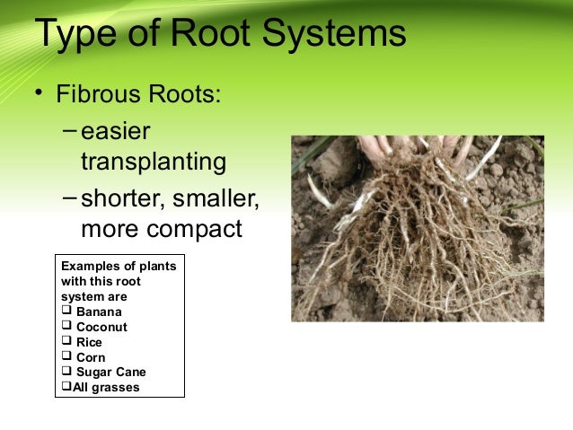Plant Parts Plant Parts