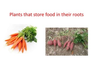 Plant parts | PPTX