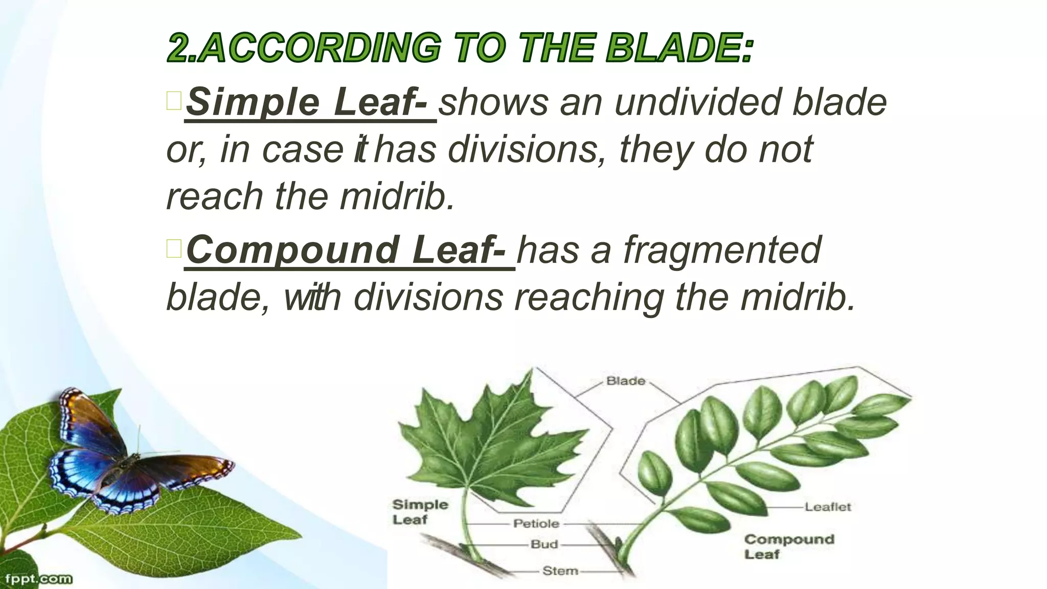 Plant parts and functions | PPTX