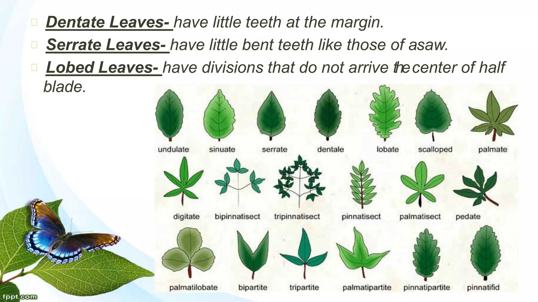 Plant parts and functions | PPTX