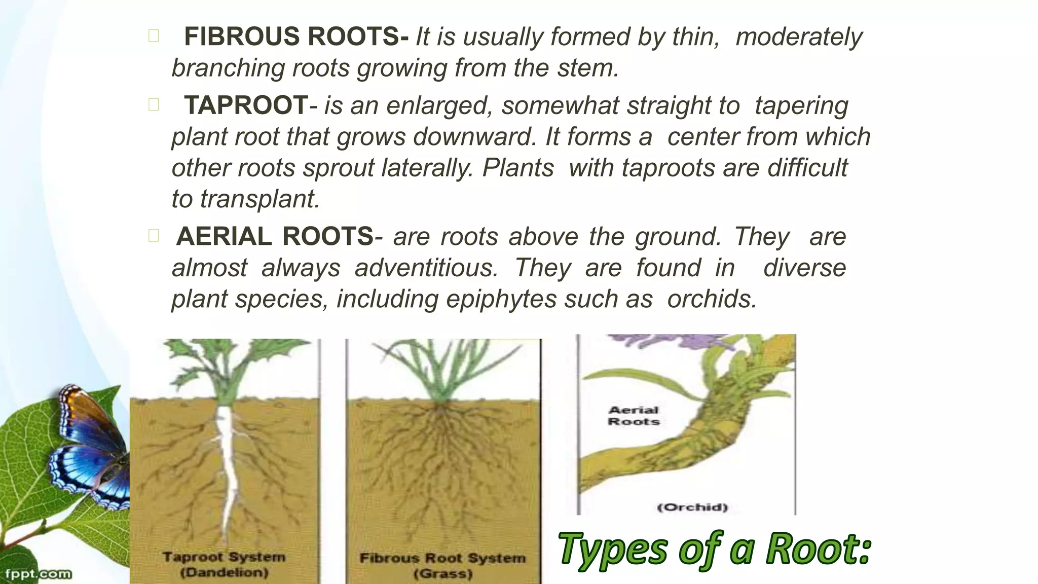 Plant parts and functions | PPTX