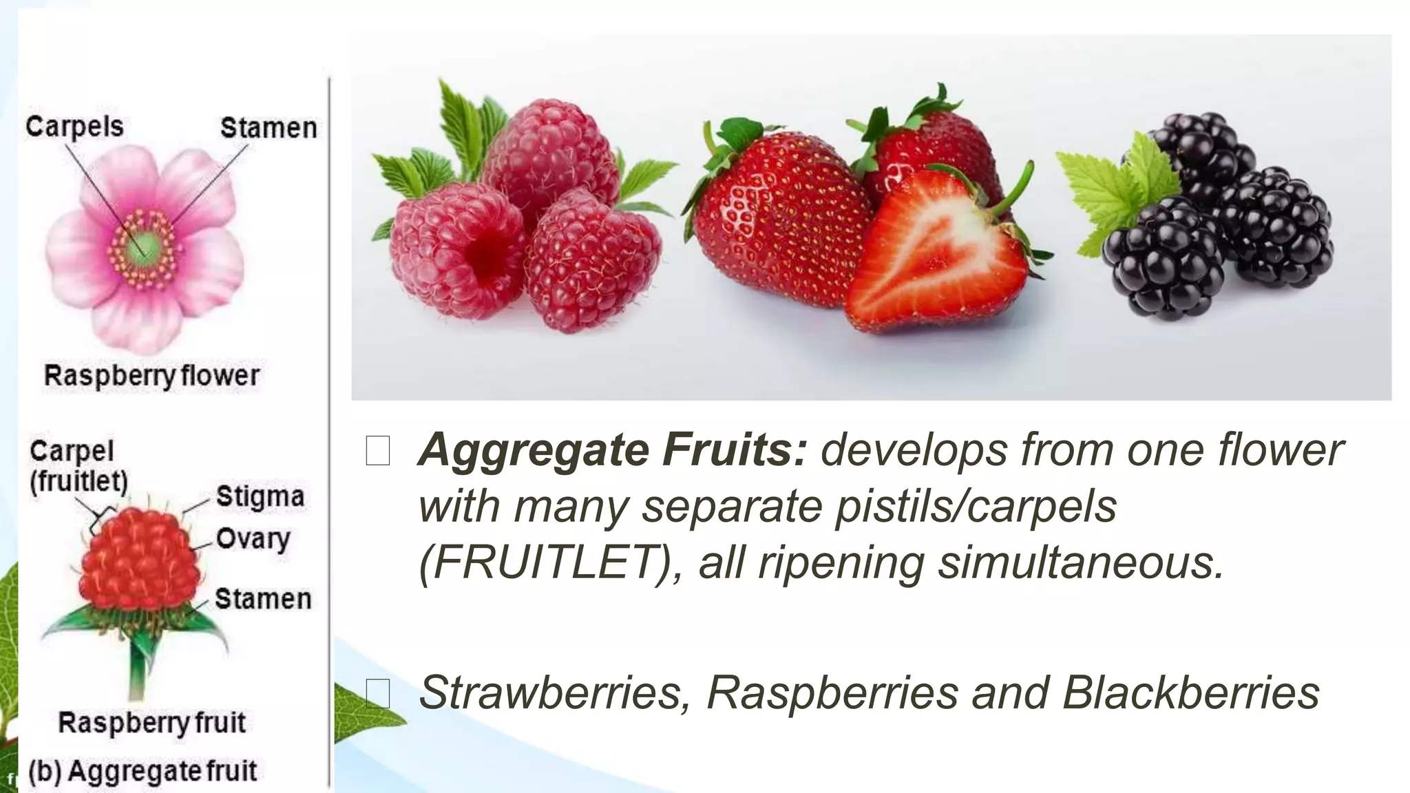 Plant parts and functions | PPTX