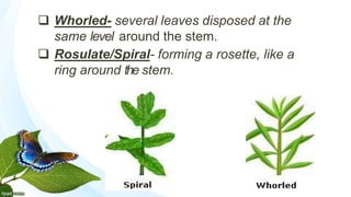 Plant parts and functions | PPTX
