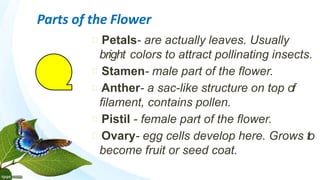 Plant parts and functions | PPTX