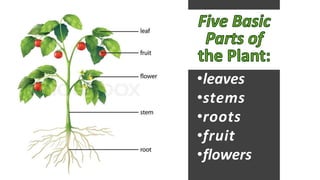 Plant parts and functions | PPTX