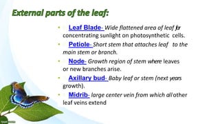 Plant parts and functions | PPTX