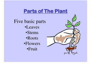 Plant Parts And Functions | PPT