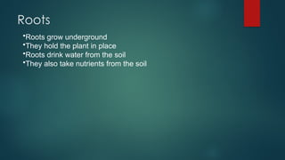 Plant Parts and Life Cycle Grade 1 Lesson (Quarter 4) | PPTX