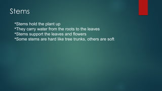 Plant Parts and Life Cycle Grade 1 Lesson (Quarter 4) | PPTX