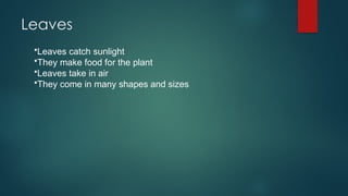 Plant Parts and Life Cycle Grade 1 Lesson (Quarter 4) | PPTX