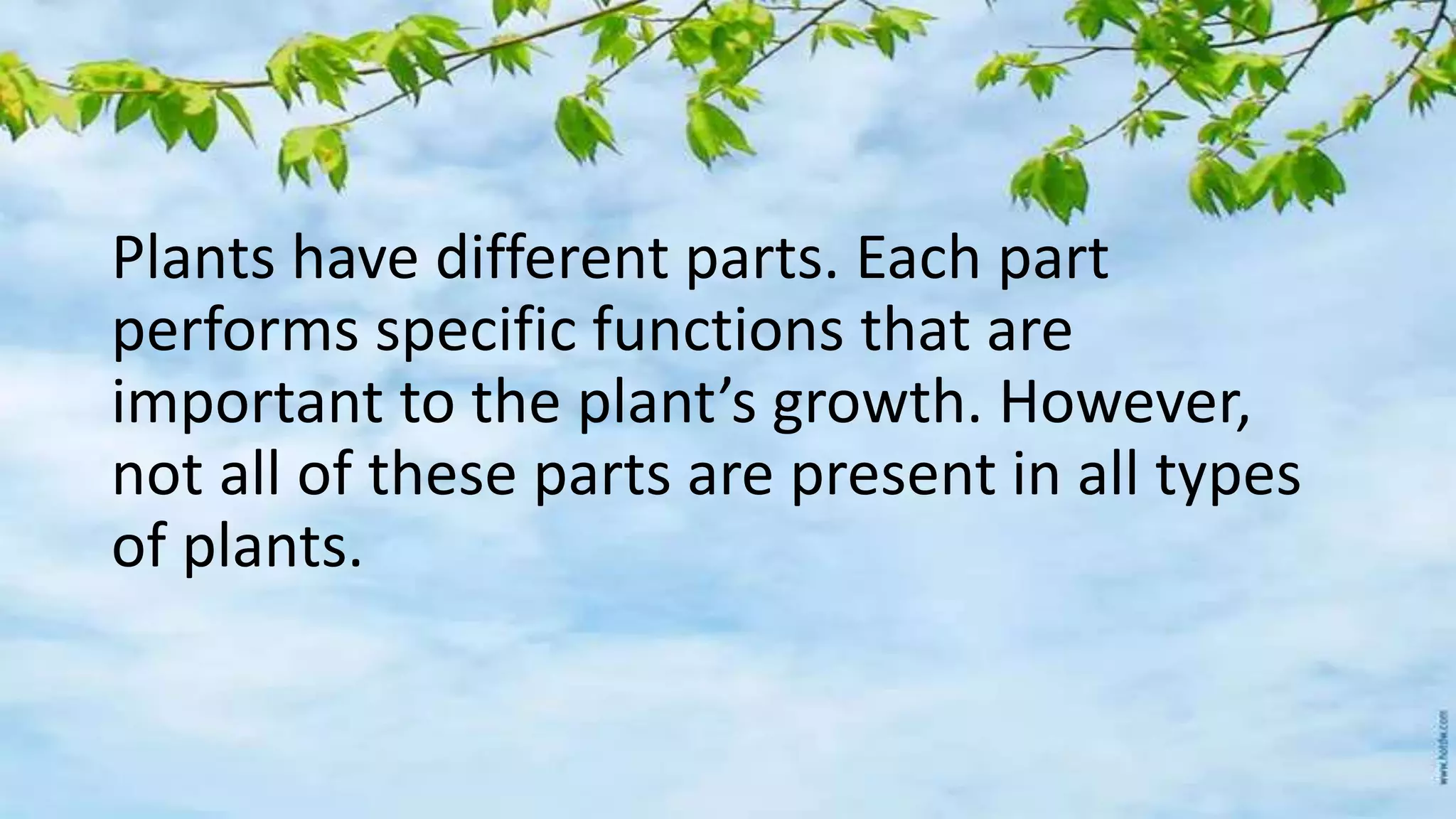 Plant parts and their functions | PPTX