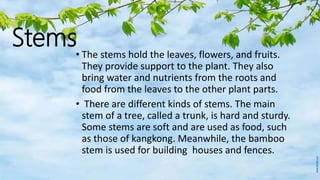 Plant parts and their functions | PPTX