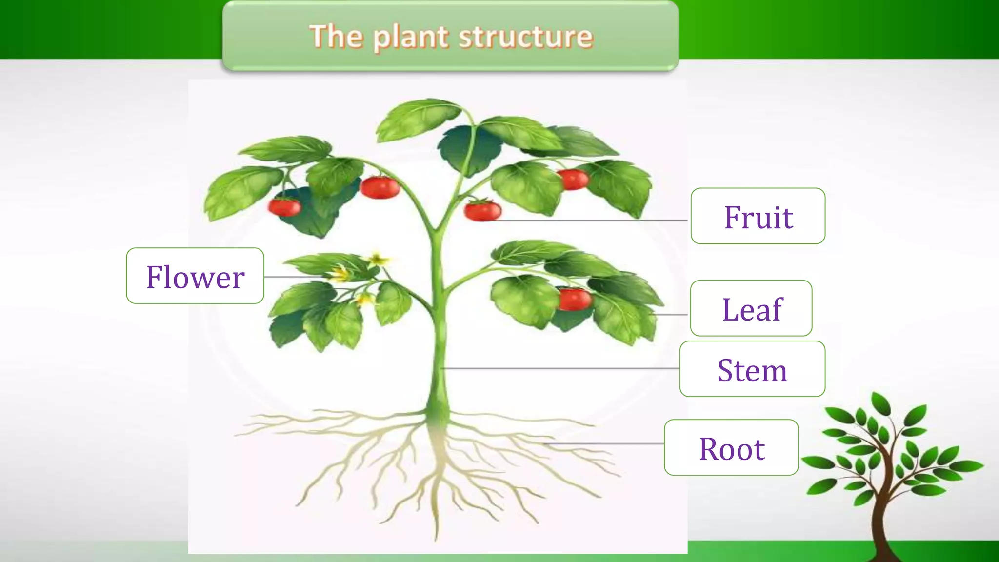 plant parts _ eman mahmoud.pptx