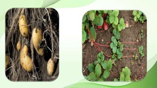 plant parts _ eman mahmoud.pptx