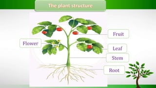 plant parts _ eman mahmoud.pptx