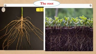 plant parts _ eman mahmoud.pptx