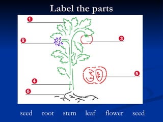 Parts of a Plant | PPT
