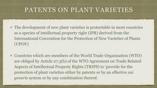Plant Patent.pdf