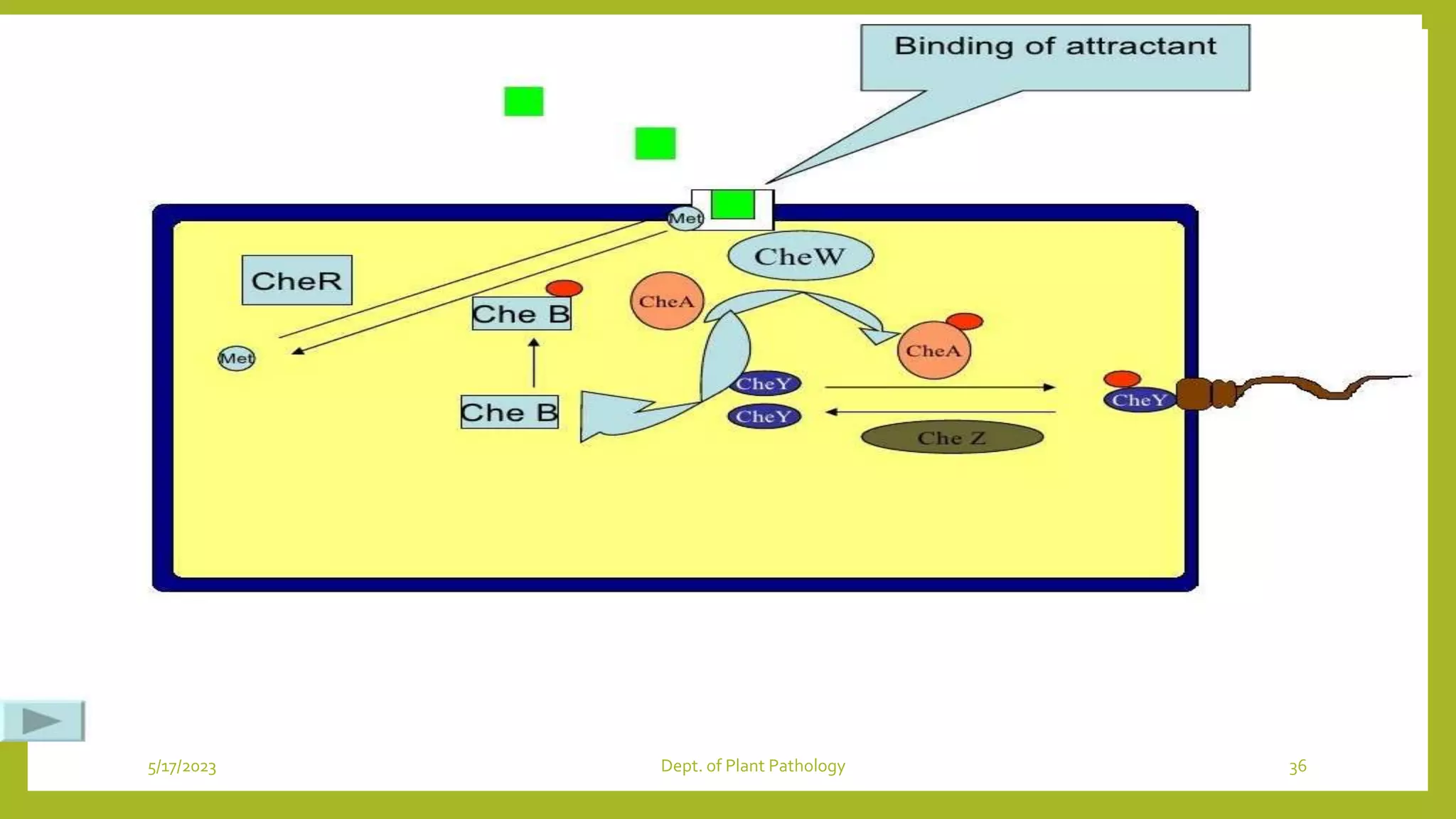 plant pathogenesis.pptx
