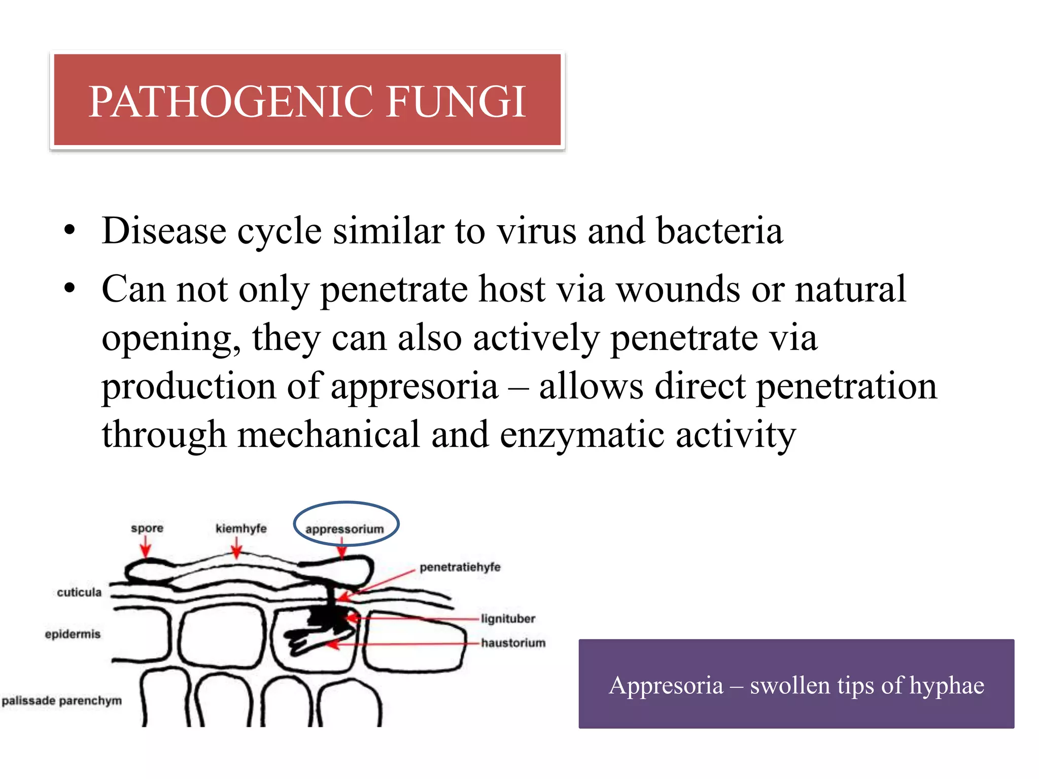 Plant pathogenesis FUNGI | PPTX