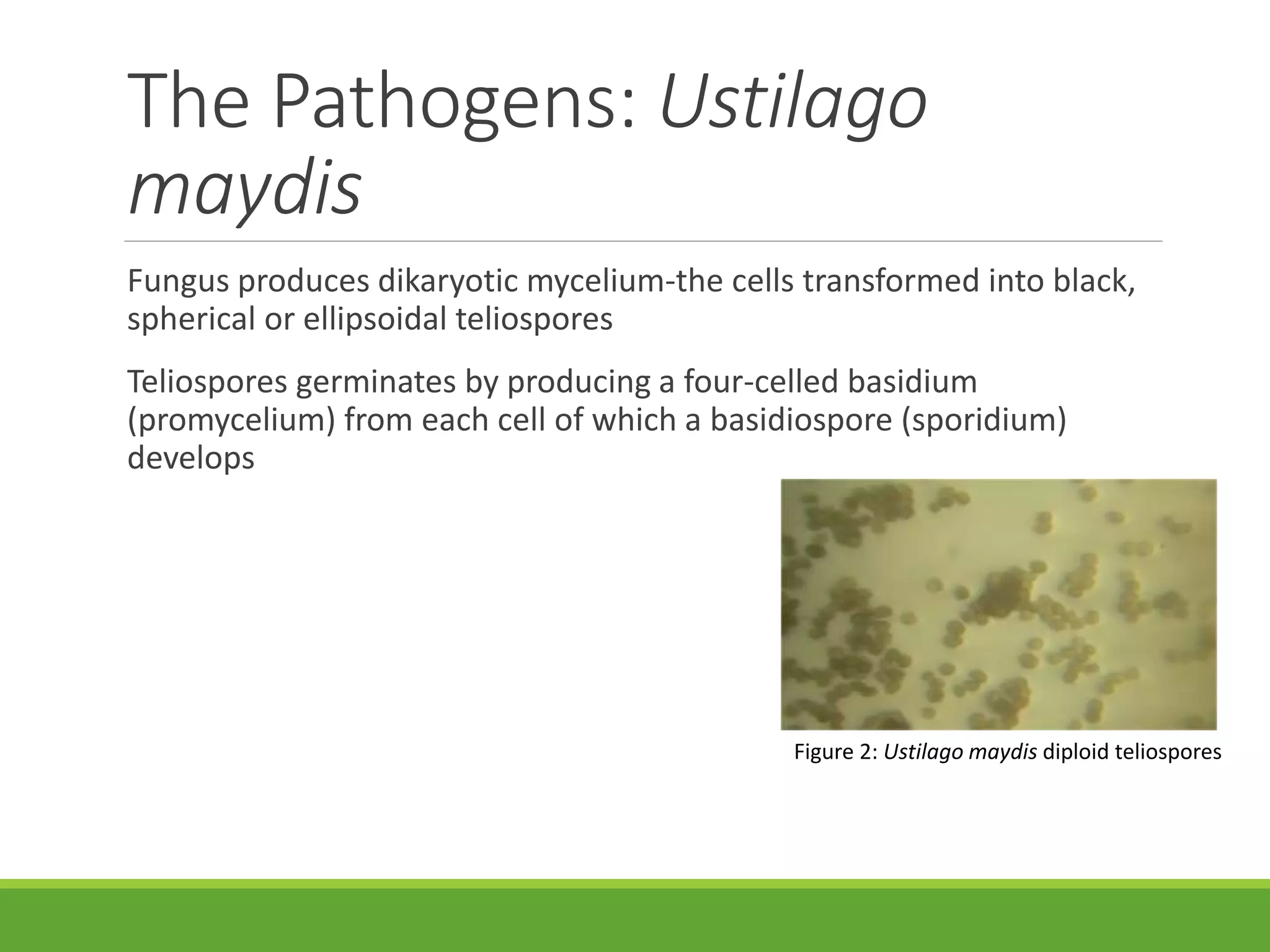 Plant pathogenesis FUNGI | PPTX