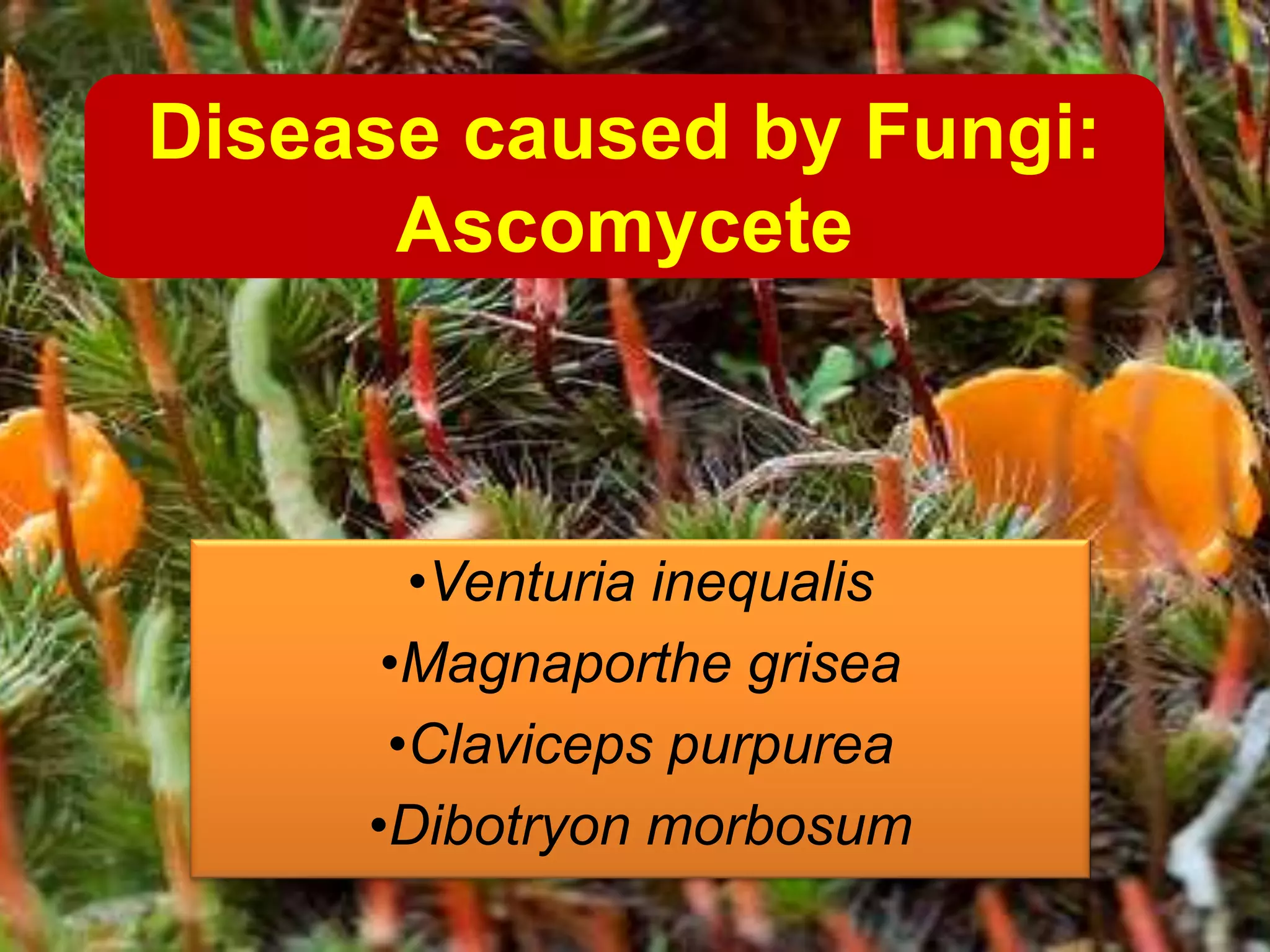 Plant pathogenesis FUNGI | PPTX