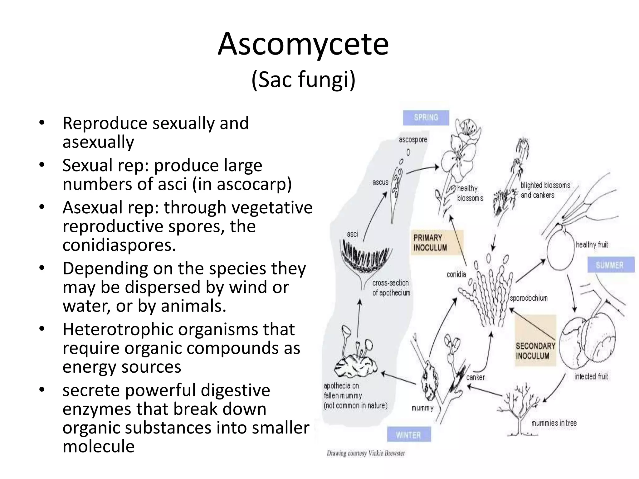 Plant pathogenesis FUNGI | PPTX