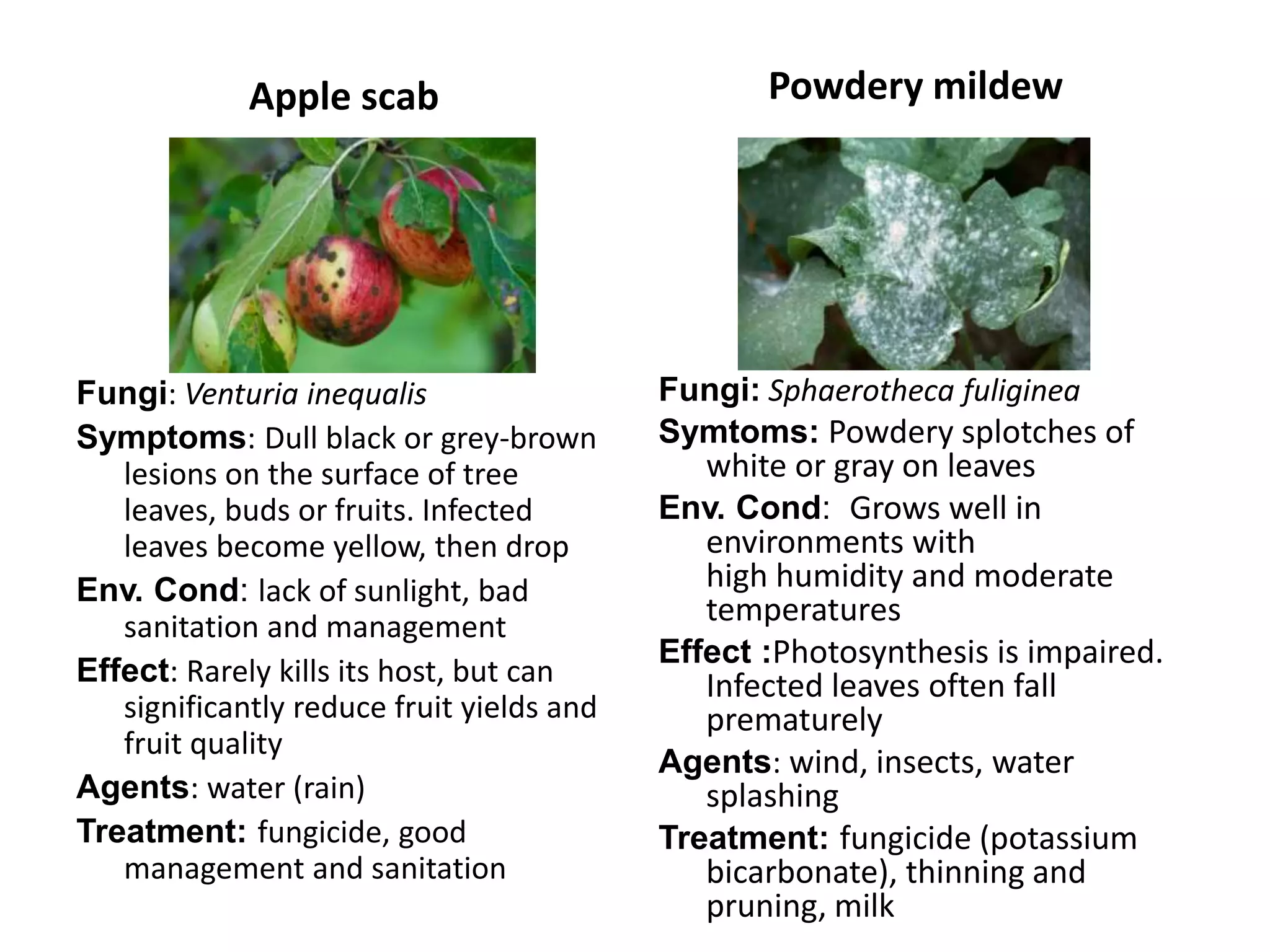 Plant pathogenesis FUNGI | PPTX