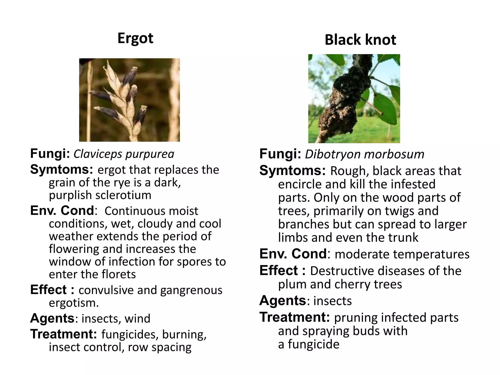 Plant pathogenesis FUNGI | PPTX