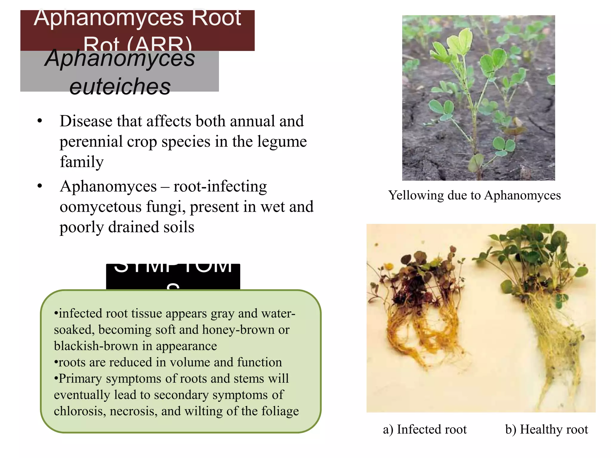 Plant pathogenesis FUNGI | PPTX