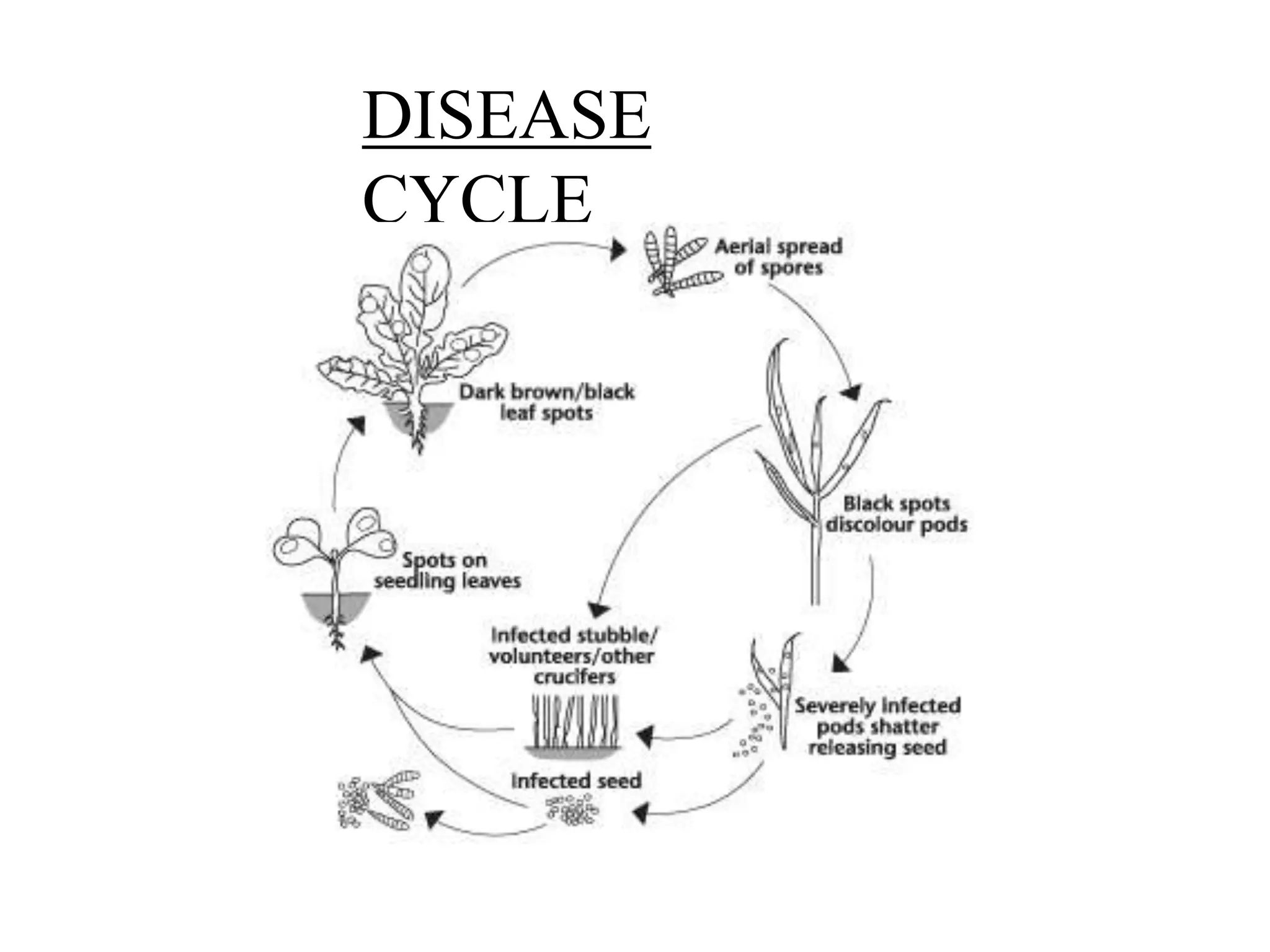 Plant pathogenesis FUNGI | PPTX