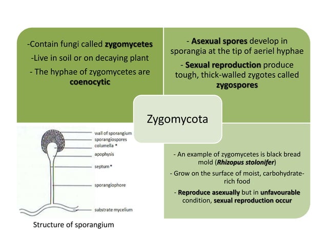 Plant pathogenesis FUNGI | PPTX