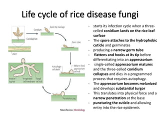 Plant pathogenesis FUNGI | PPTX