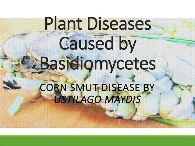 Plant pathogenesis FUNGI | PPTX