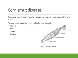 Plant pathogenesis FUNGI | PPTX