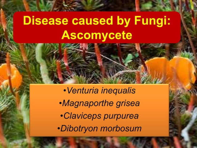 Plant pathogenesis FUNGI | PPTX