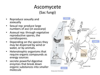 Plant pathogenesis FUNGI | PPTX