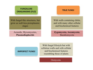 Plant pathogenesis FUNGI | PPTX