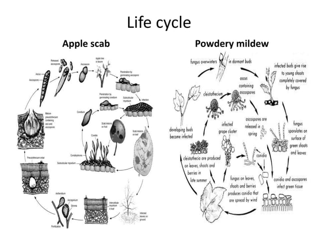 Plant pathogenesis FUNGI | PPTX