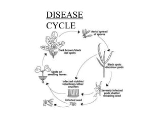 Plant pathogenesis FUNGI | PPTX