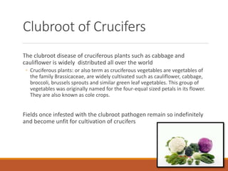 Plant pathogenesis FUNGI | PPTX