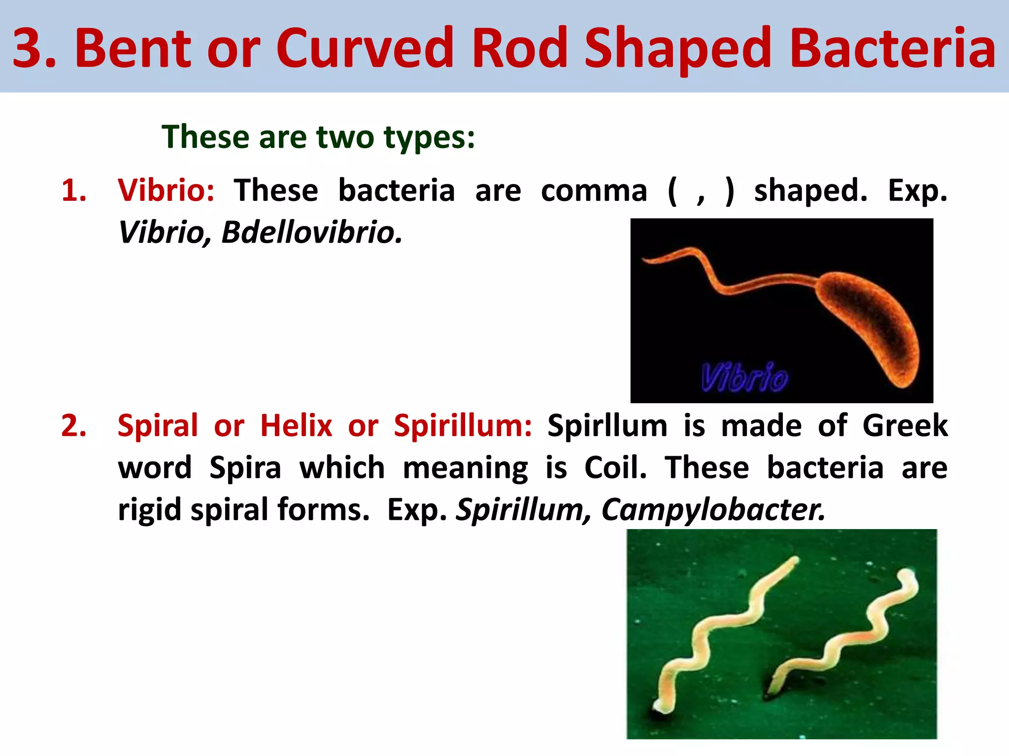 Plant pathogenic bacteria | PPTX