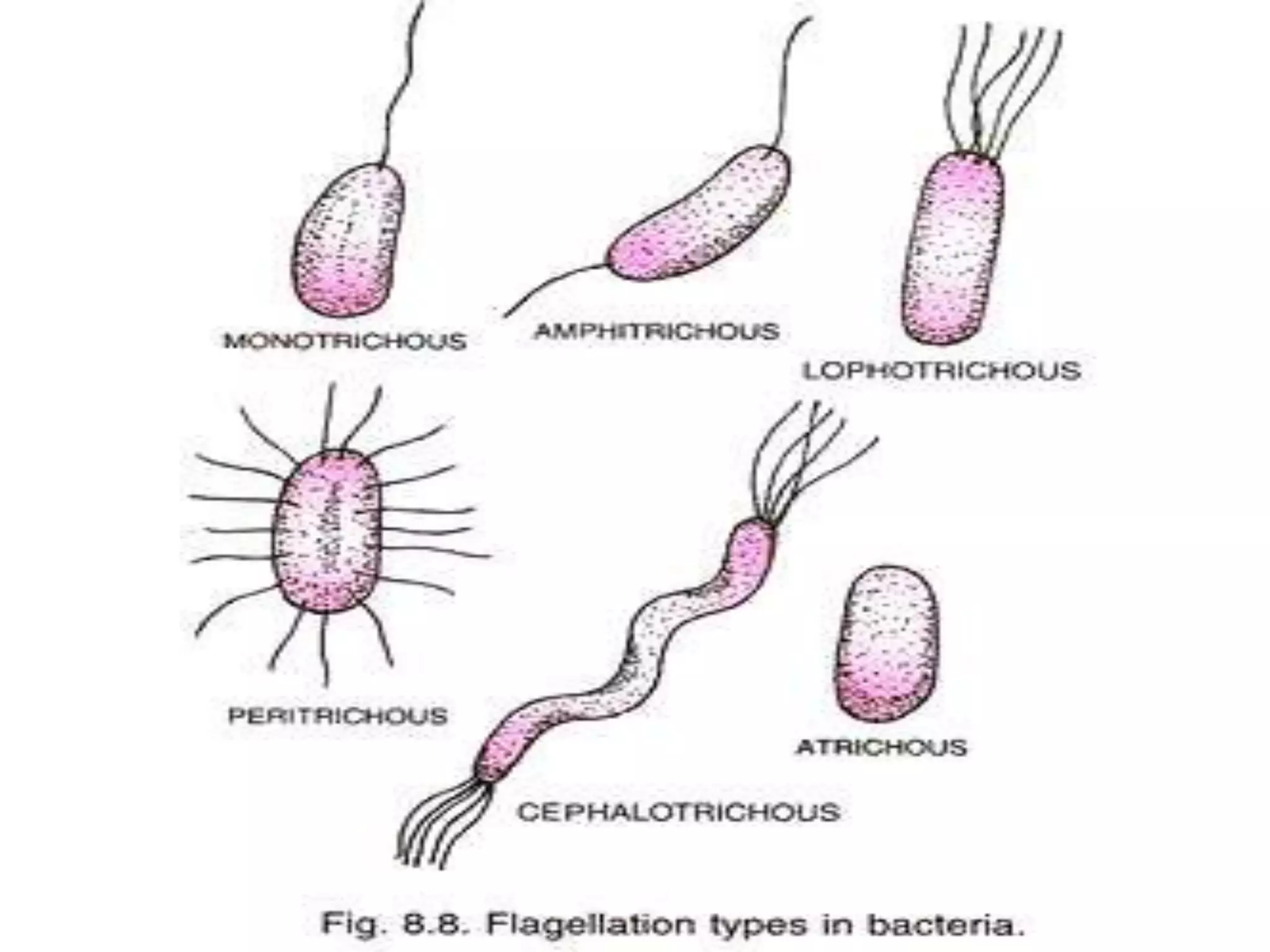 Plant pathogenic bacteria | PPTX