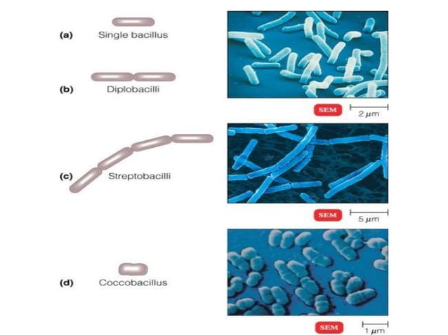 Plant pathogenic bacteria | PPTX | Biological Sciences | Science