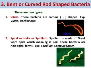 Plant pathogenic bacteria | PPTX
