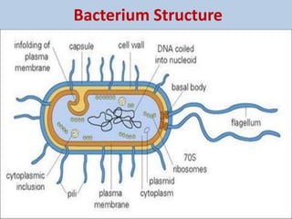 Plant pathogenic bacteria | PPTX